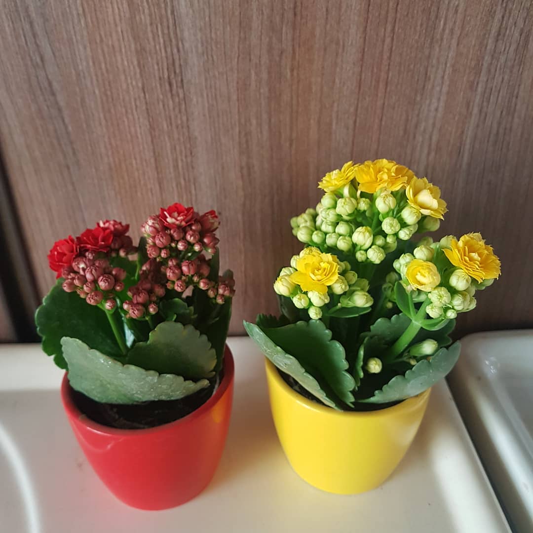 Ова цвеќе дома заменува десетина антибиотици